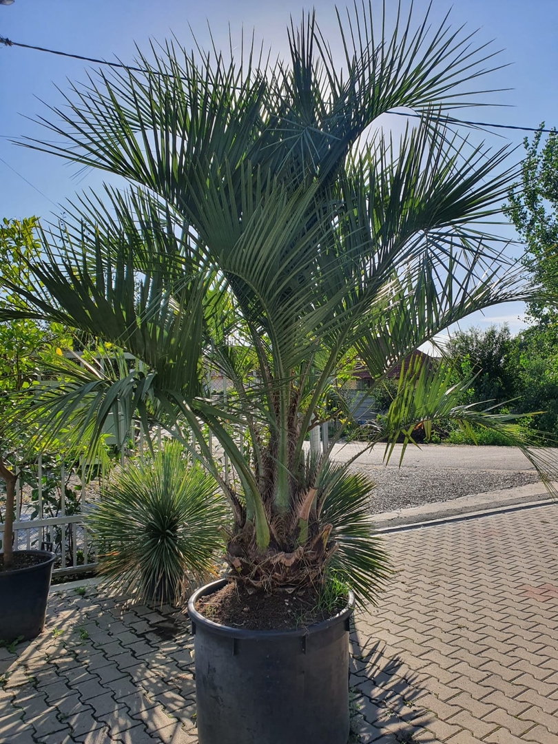Butia capitata arbor - AlmaKert