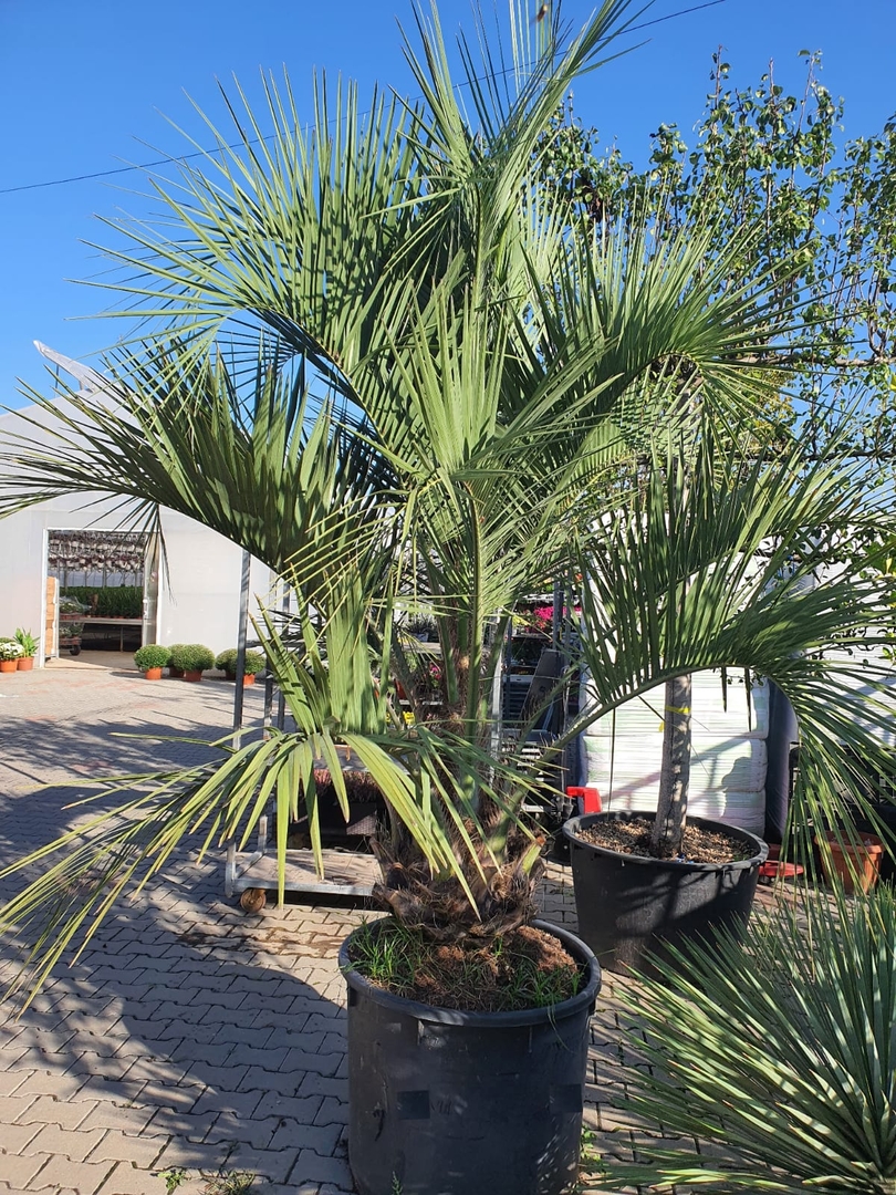 Butia capitata arbor - AlmaKert