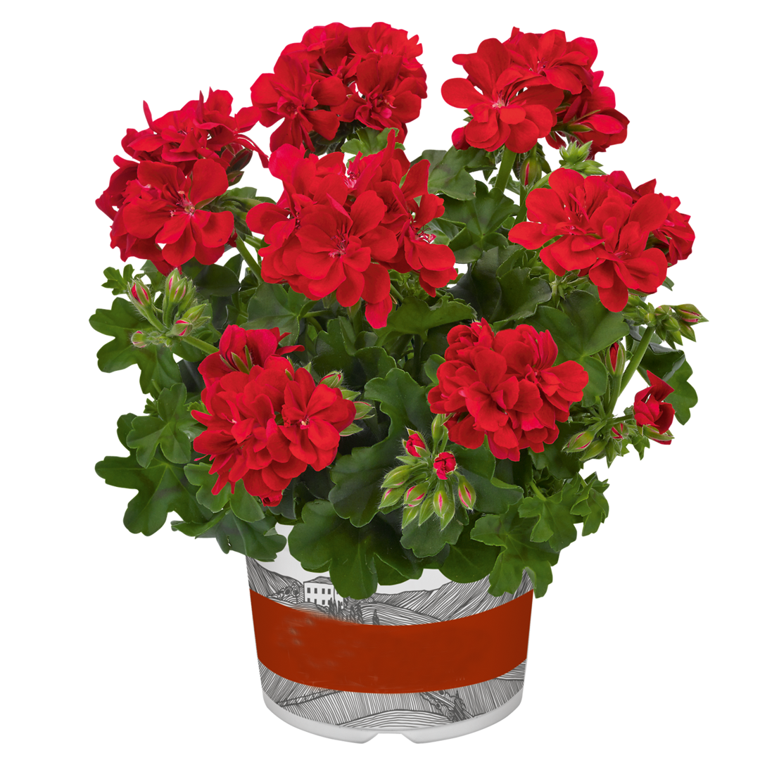 Muscata semicurgatoare roșu flamenco - AlmaKert