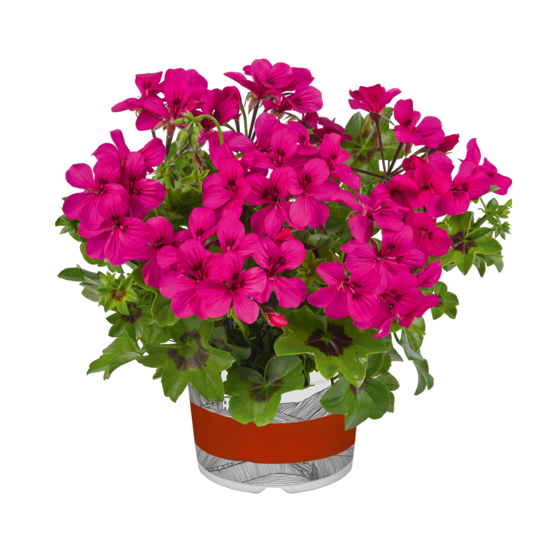 Muscata tiroleza roz serenidad - AlmaKert