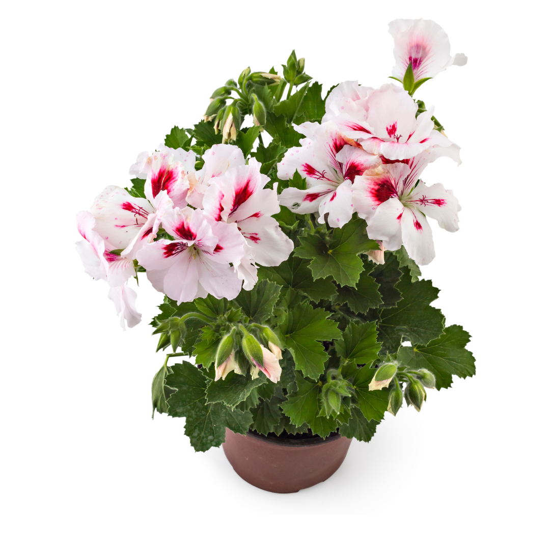 Muscata englezeasca alb leche - AlmaKert